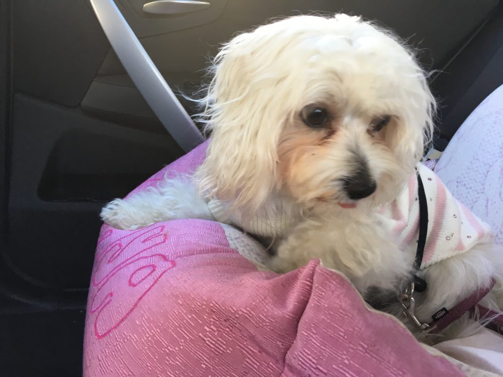 Pronti per partire con il vostro amico a 4 zampe? Ecco qualche ...