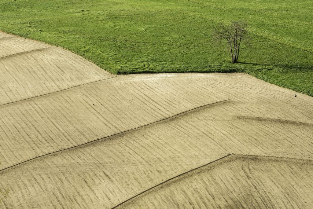 E' “Il campo perfetto”, di Marco Cattani la foto vincitrice del ...