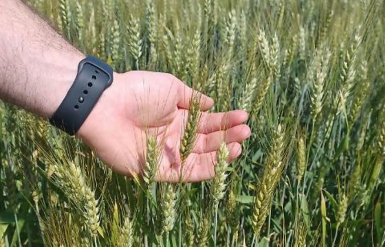Cerealicoltura: a Mantova ottimi raccolti ma i prezzi bassi azzerano i ...